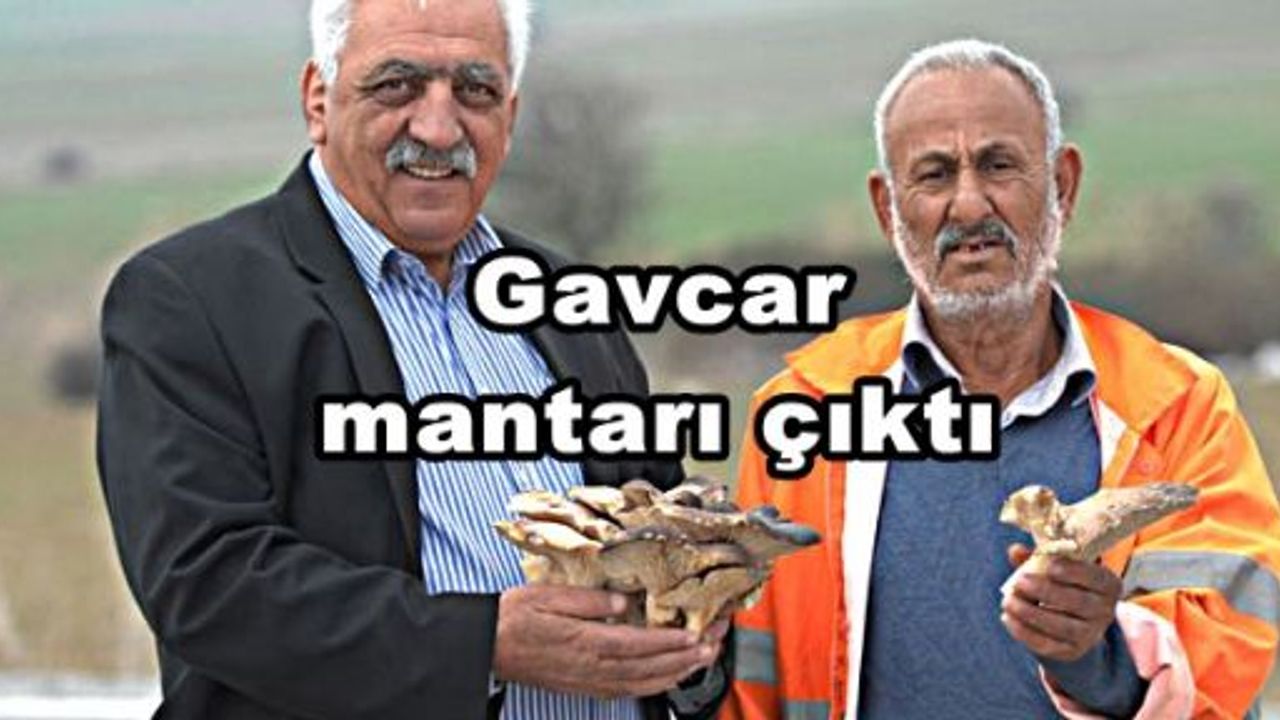 GAVCAR MANTARI ÇIKTI VE FİYATI EL YAKIYOR ! - Kıbrıs Manşet - Kıbrıs ...