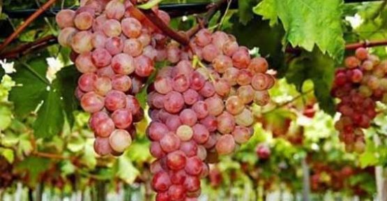 4. GELENEKSEL VERİGO FESTİVALİ BU HAFTA SONU… - Kıbrıs Manşet - Kıbrıs ...