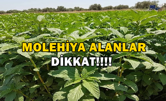 Molehiya alanlar dikkat!!!! - Kıbrıs Manşet - Kıbrıs Haber, KKTC Son ...