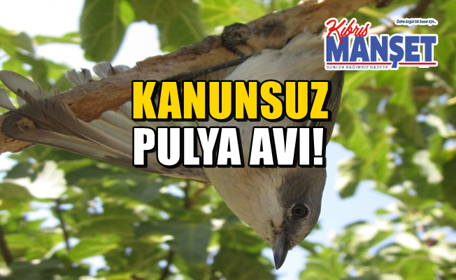 33 adet pulya kuşunu kanunsuz avladılar! - Kıbrıs Manşet - Kıbrıs Haber ...